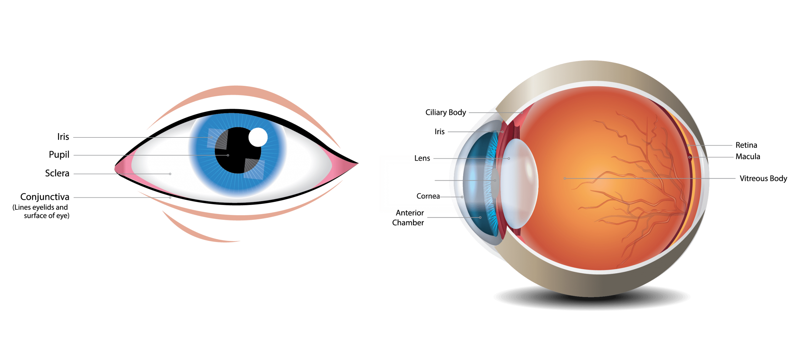 Common Eye Problems And What They Look Like LSC Eye